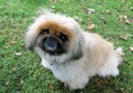 Pekingese – History. Traits, Temperament, And Training