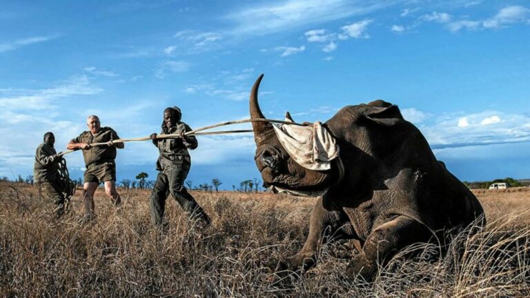 Hunting Wild Animals To Extinction - How Can We Stop It?