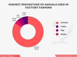 Animal Cruelty In Factory Farm Statistics - Dreadful Numbers
