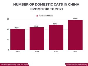 Amazing Statistics About How Many Cats Are In The World