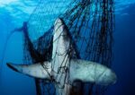 Overfishing Statistics – Global Perspective on Fish Stocks