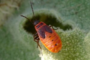 Insects 101: A Guide To The Amazing World Of Bugs