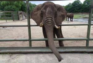 Animal Captivity Statistics – Heartwrenching Realities