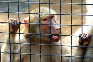 Animal Captivity Statistics – Heartwrenching Realities