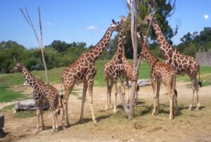 Animal Captivity Statistics – Heartwrenching Realities