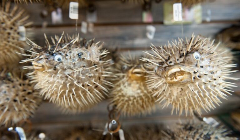 Blowfish - Amazing Facts About The Legendary Puffer Fish!