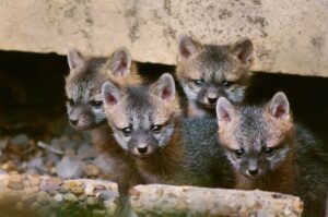 Arctic Fox – History, Facts, Behavior, And More