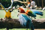 The Majestic Macaw Parrot – History, Taxonomy, And More