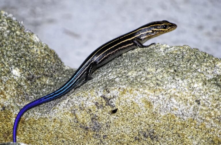 Are Skinks Poisonous? Decoding The Debate On Skink Poisoning