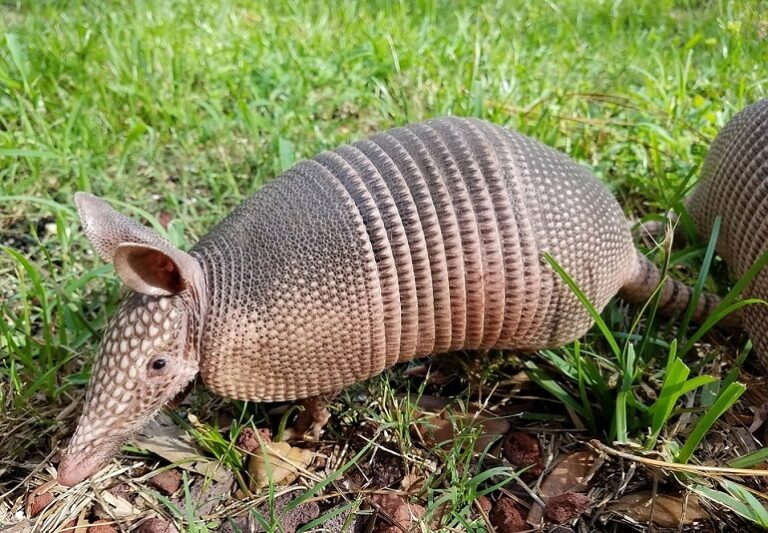 Armadillo Animal Information - Mammal With A Shell!