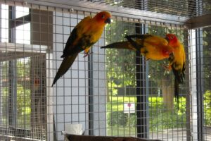 Animal Captivity Statistics – Heartwrenching Realities