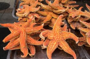 Starfish - Startling Facts About Cute & Colorful Sea Stars!!