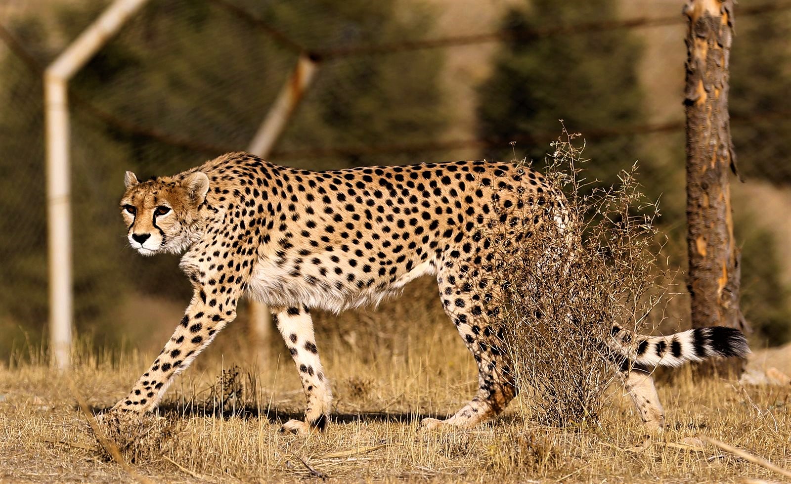 Get To Know Everything About The Magnificent Cheetah