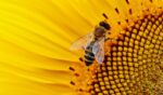 Interesting Facts About Bees That You Probably Didn’t Know