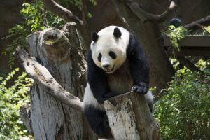 Giant Panda – Facts, Habitat, Population, And More