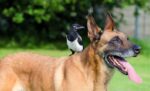 Belgian Malinois Dog Breed Infomation & Interesting Facts!!