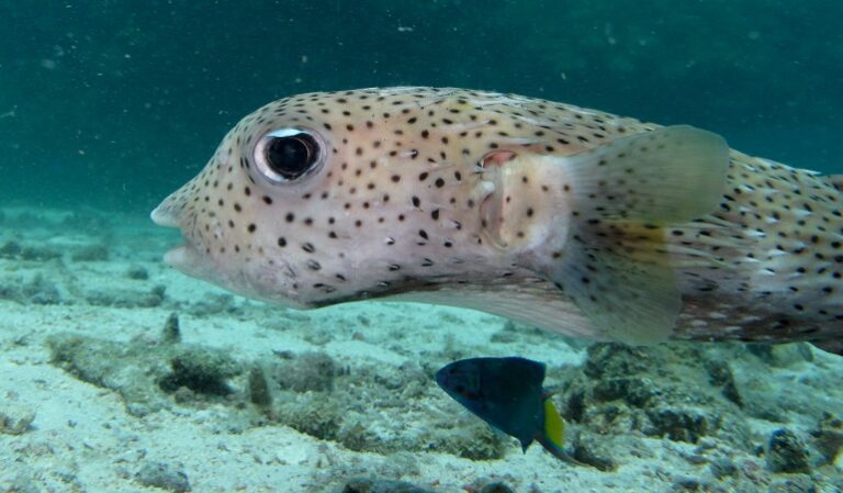 Blowfish - Amazing Facts About The Legendary Puffer Fish!