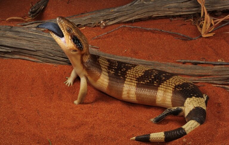 Are Skinks Poisonous? Decoding The Debate On Skink Poisoning