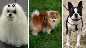 Heart-Breaking Dog Theft Statistics - Keep Your Pups Safe