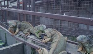 Iguana - Anatomy, Habitat, Diet, Conservation, And More