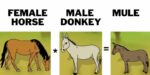 Mules Animal – All About These Reliable Pack Animals!