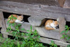 Amazing Statistics About How Many Cats Are In The World