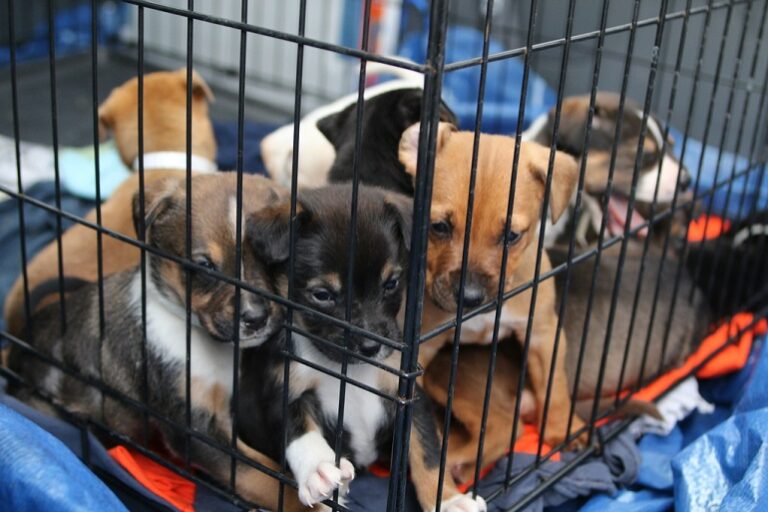 Heart-Breaking Dog Theft Statistics - Keep Your Pups Safe