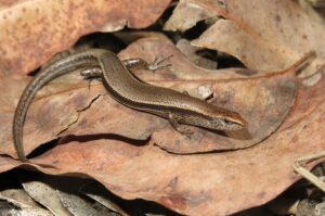 Are Skinks Poisonous? Decoding The Debate On Skink Poisoning