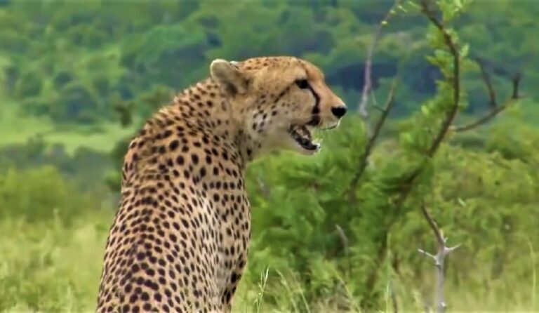 Get To Know Everything About The Magnificent Cheetah