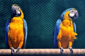 The Majestic Macaw Parrot – History, Taxonomy, And More