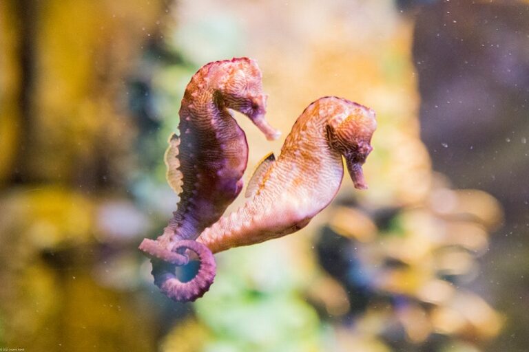 Swimming With The Seahorse: Discover Their Mystical Charisma - WAF