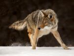 Coyote Animal Facts - Species, Behavior & Habitat.