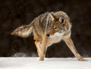Coyote Animal Facts - Species, Behavior & Habitat.