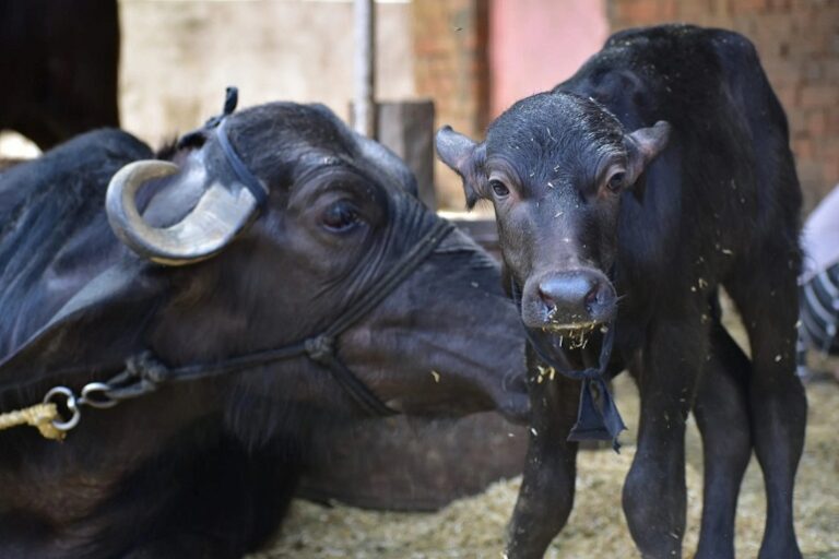 What Is Veal? The Dark Truth Behind This Controversial Meat