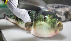 Blowfish - Amazing Facts About The Legendary Puffer Fish!