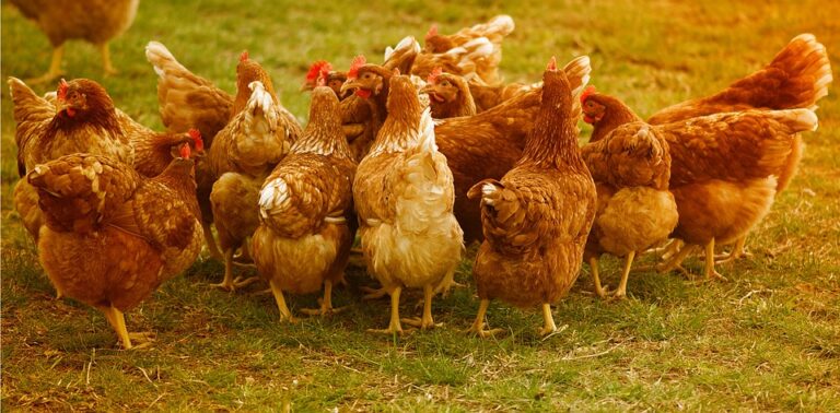 How Many Chickens Are In The World? Facts From The Frontline