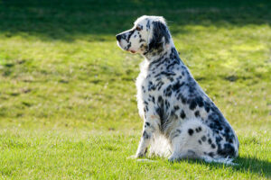 English Setter Dog Breed Interesting Facts & Information
