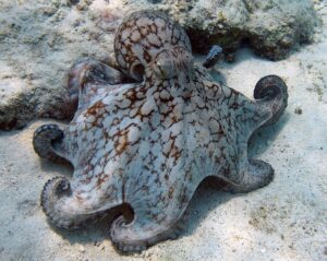 Discover The Incredible Abilities And Adaptations Of Octopus