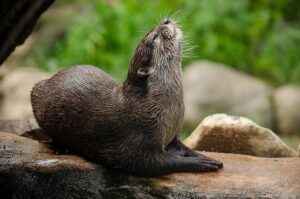 All About Pet Otter - The Truth Behind Keeping Them As Pets!