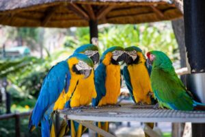 The Majestic Macaw Parrot – History, Taxonomy, And More