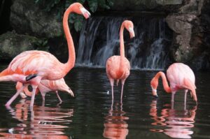 All About Flamingos- Amazing Facts Of The Sassy Water Birds