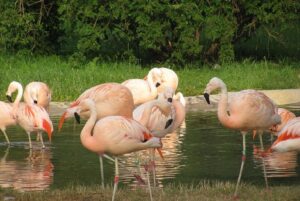 All About Flamingos- Amazing Facts Of The Sassy Water Birds