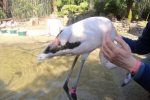 All About Flamingos- Amazing Facts Of The Sassy Water Birds