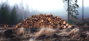 Forest Logging; Its Types, Impacts, And Solutions