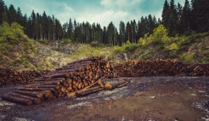 Forest Logging; Its Types, Impacts, And Solutions