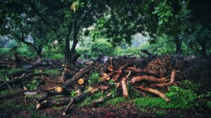 Forest Logging; Its Types, Impacts, And Solutions