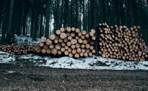 Forest Logging; Its Types, Impacts, And Solutions