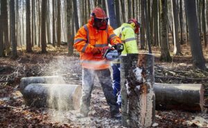 Forest Logging; Its Types, Impacts, And Solutions