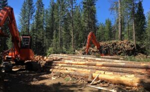 Forest Logging; Its Types, Impacts, And Solutions