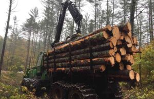 Forest Logging; Its Types, Impacts, And Solutions